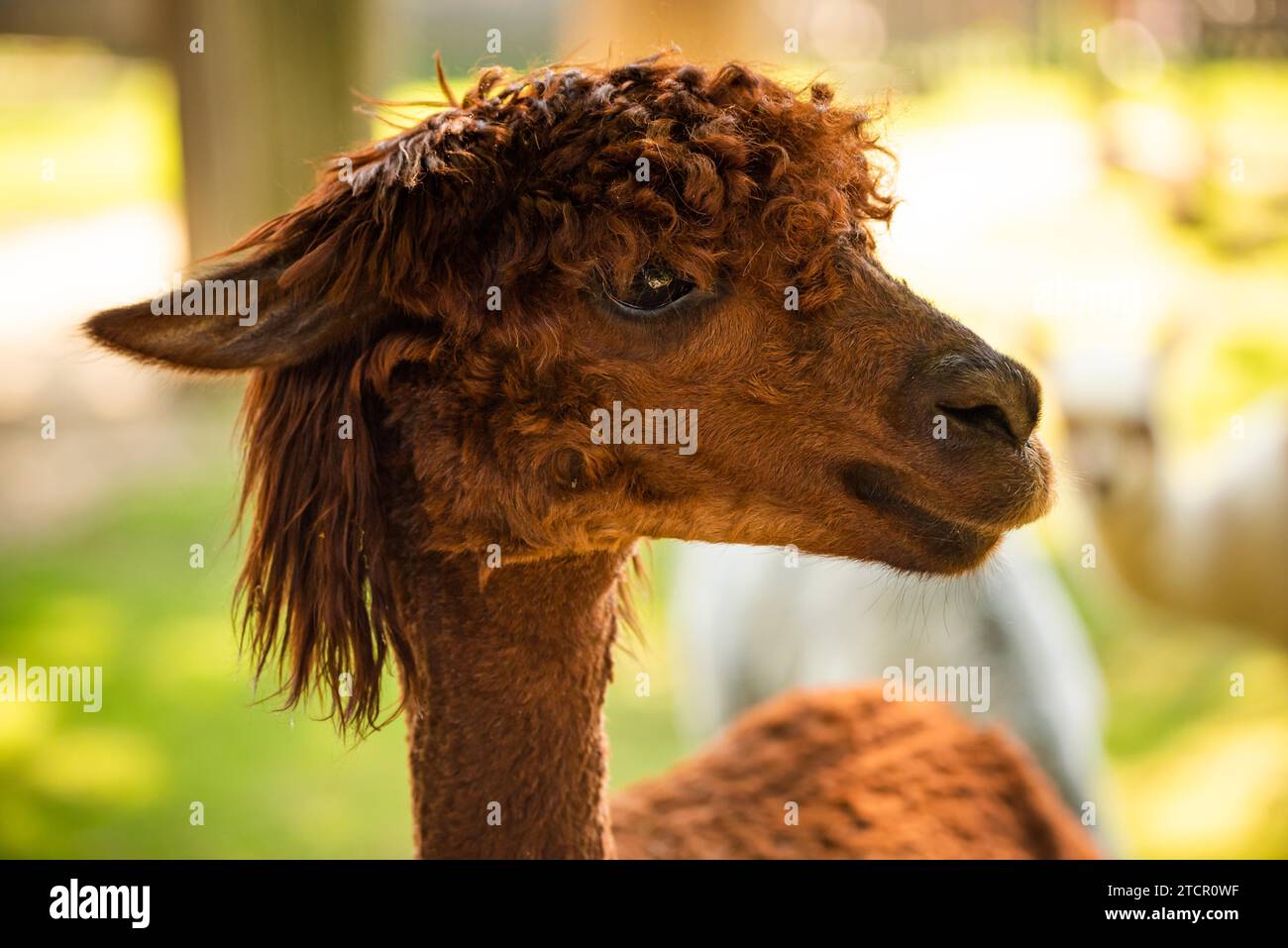 Furry brown lama in zoo Austria Styria Herberstein tourist destination ...