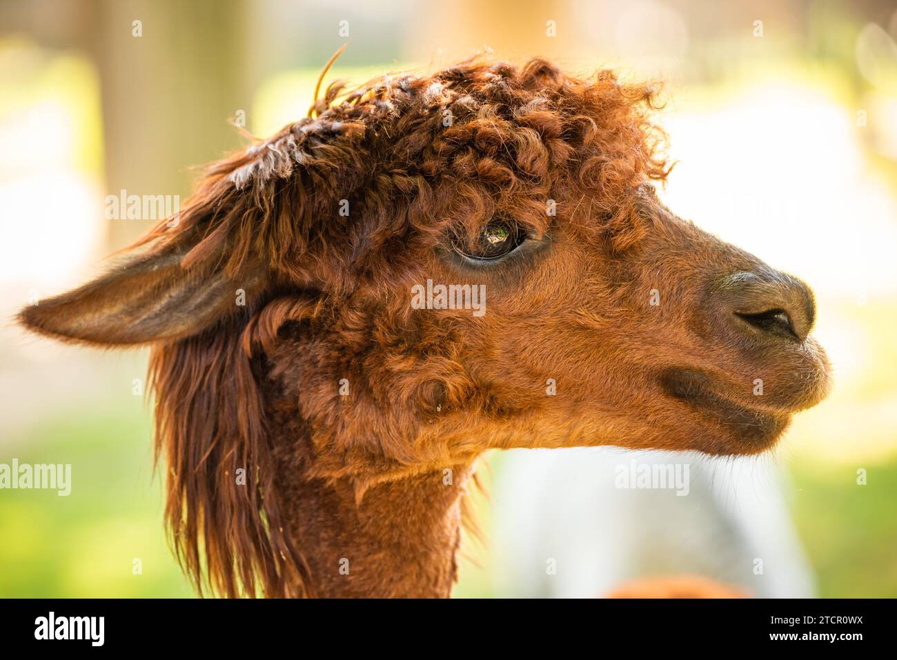 Furry brown lama in zoo Austria Styria Herberstein tourist destination ...