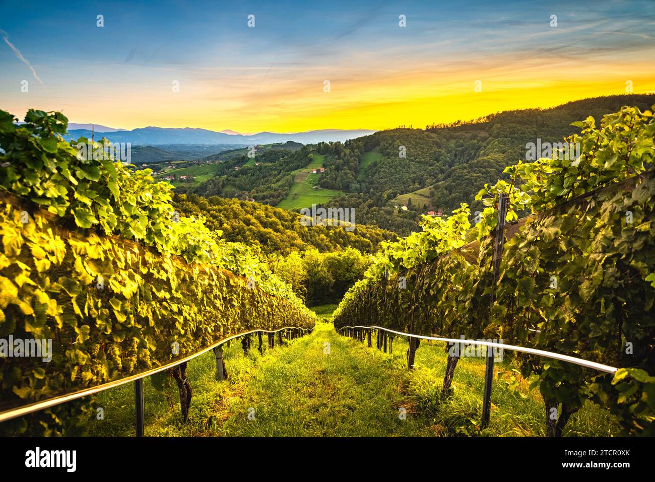 Landscape panorama of vineyard on an Austrian countryside with a church ...