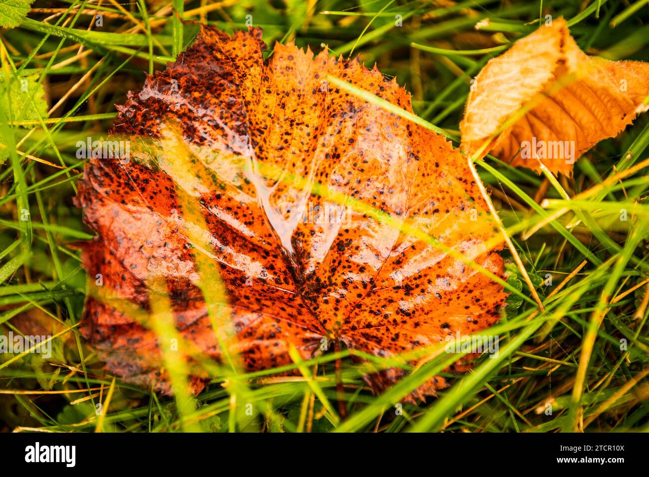 Red leaf in the green grass dring the fall, autumn. Natural background ...
