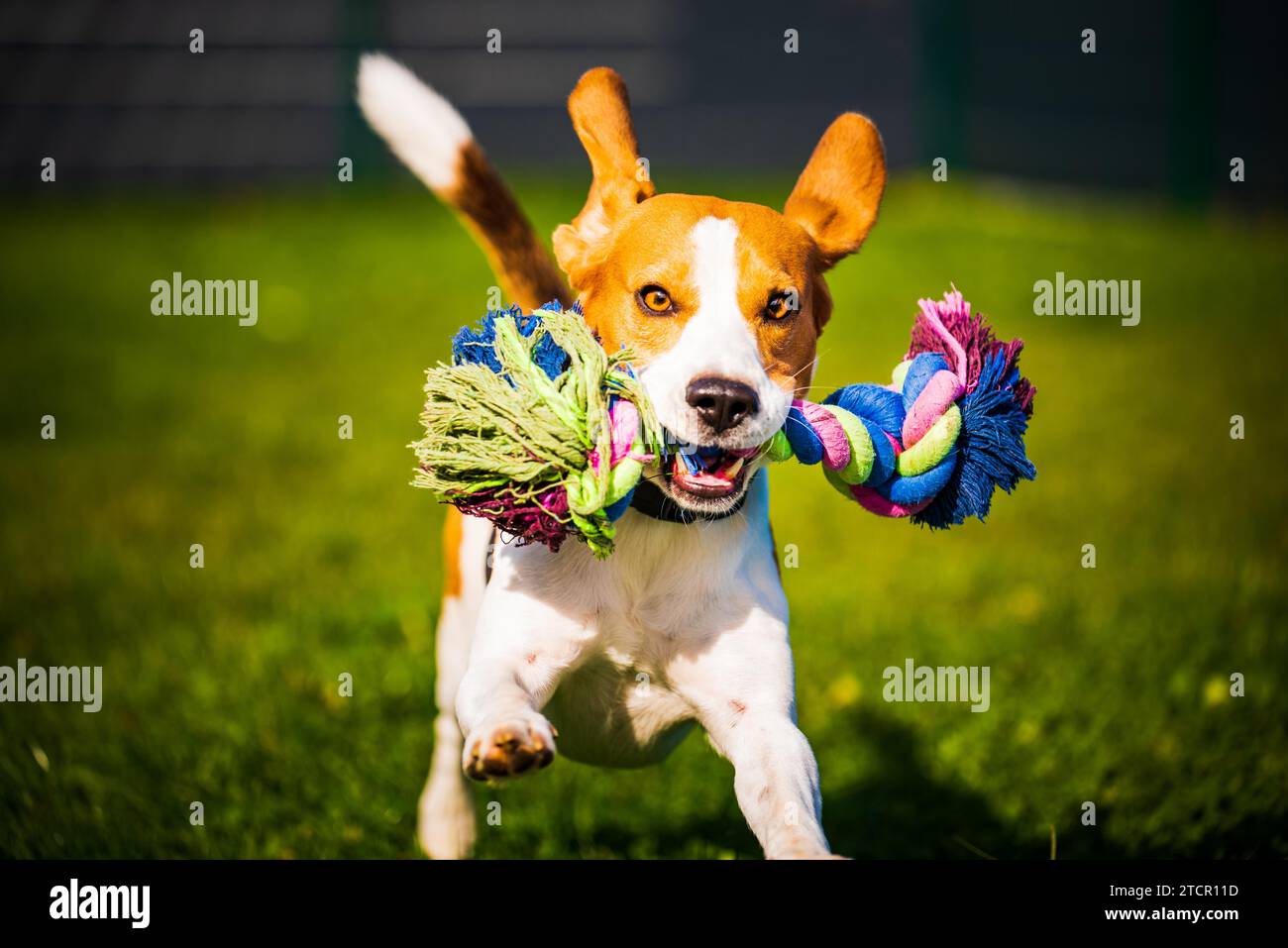 Like crazy mad hi-res stock photography and images - Alamy