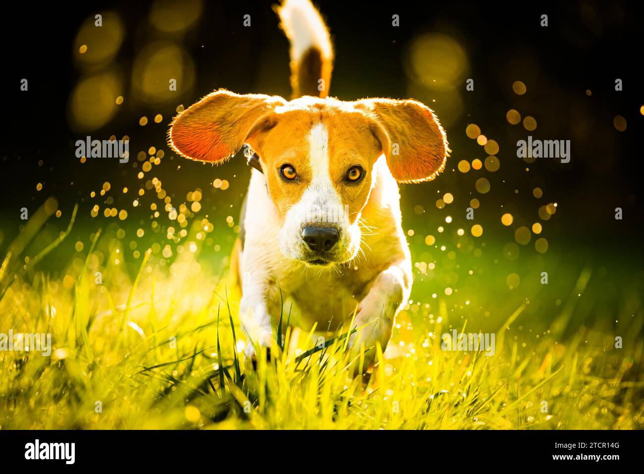 Dog, pure breed beagle jumping and running like crazy through morning dew in autumnal sunlight ...