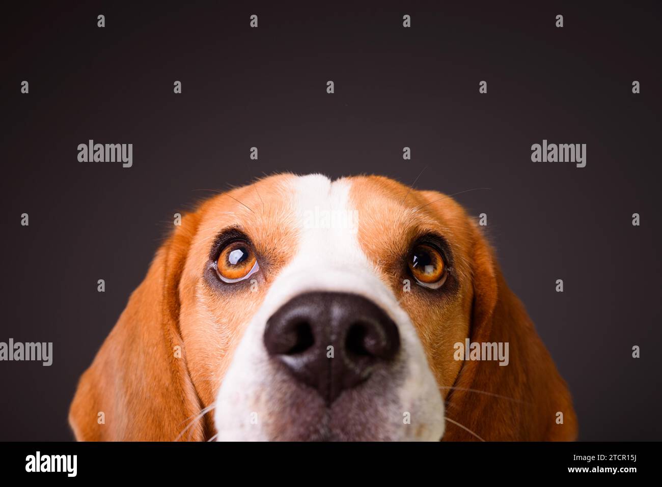 Beautiful beagle dog isolated on black background. Studio shoot ...
