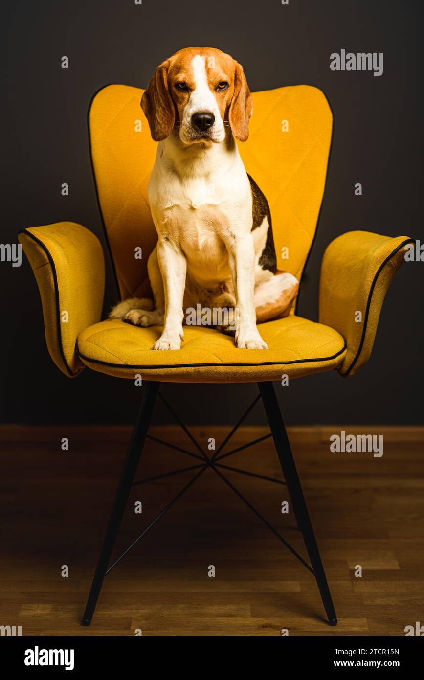 A beagle dog sits on a yellow chair in front of a black background ...