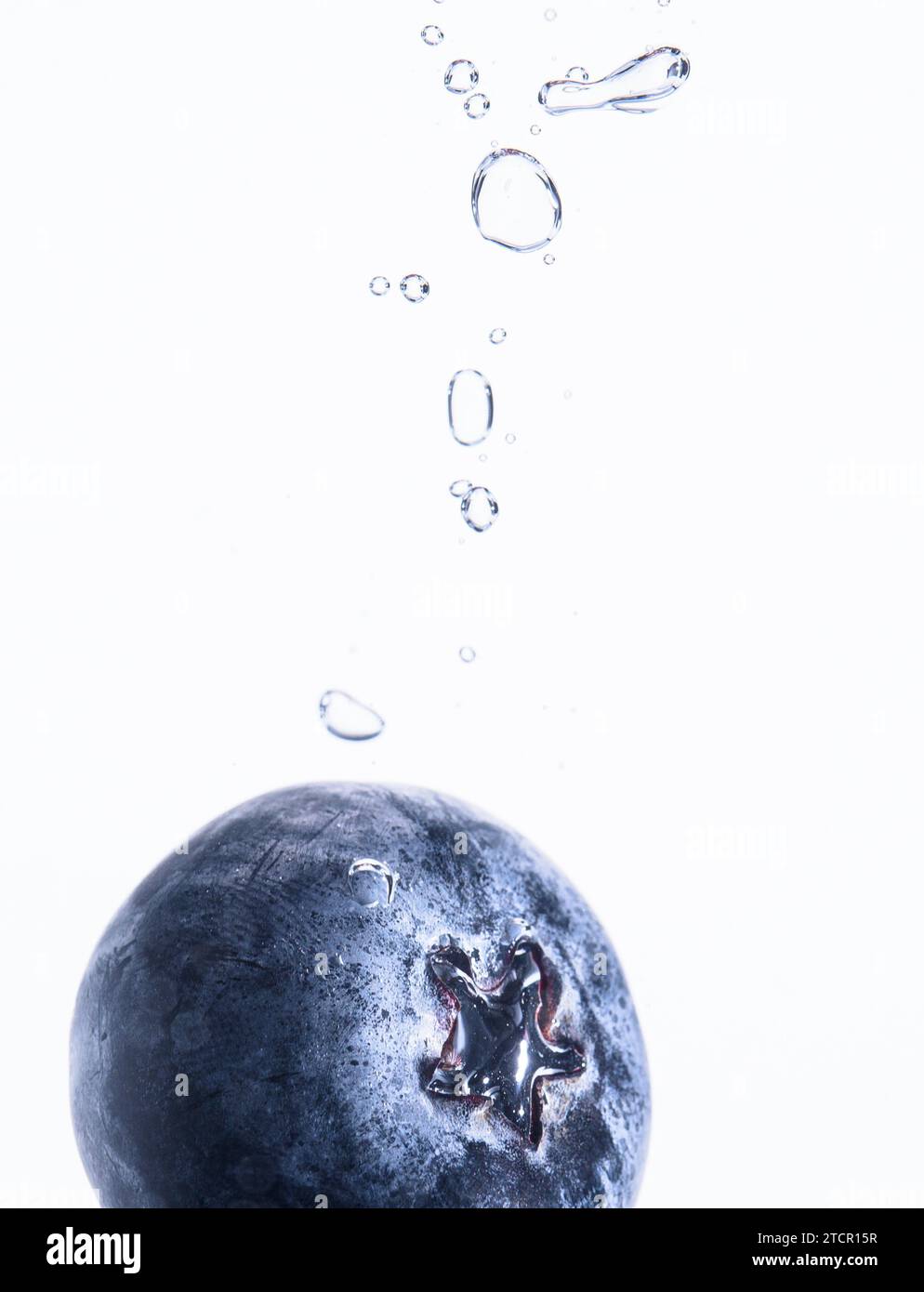 One Organic Blueberry sinking into water with air bubbles white ...