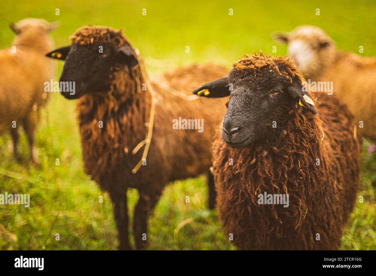 Brown wool, black-faced sheep grazing on a meadow in a herd. Farm with ...