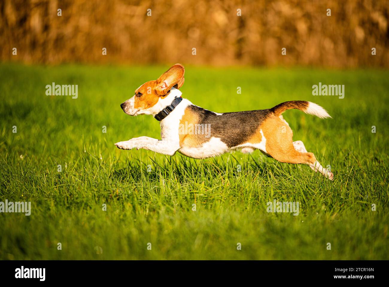 Dog, pure breed beagle jumping and running like crazy through morning dew in autumnal sunlight ...