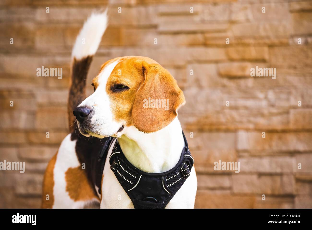Beautiful beagle dog on bricked wall background outdoors. Copy space on ...