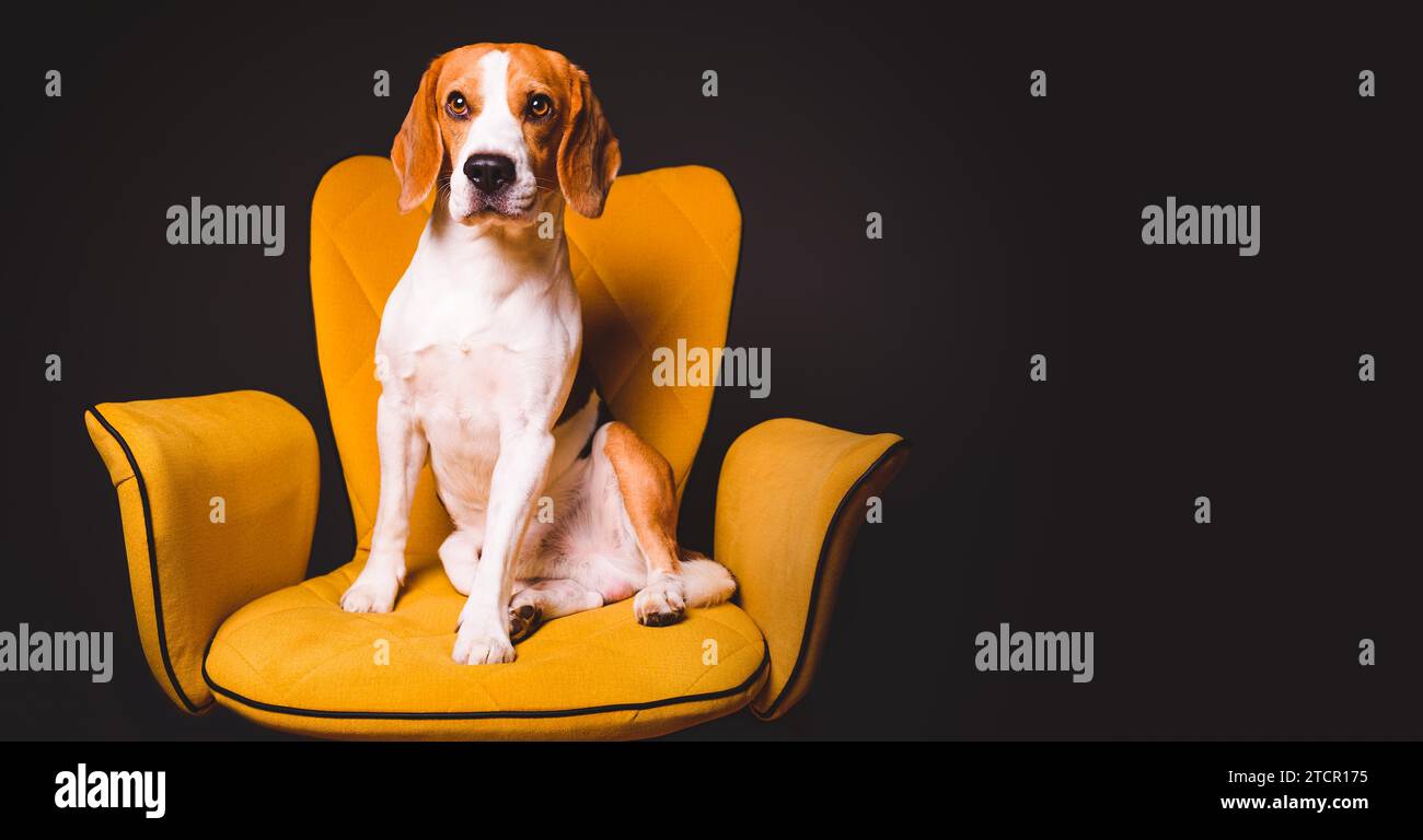 A beagle dog sits on a yellow chair in front of a black background ...