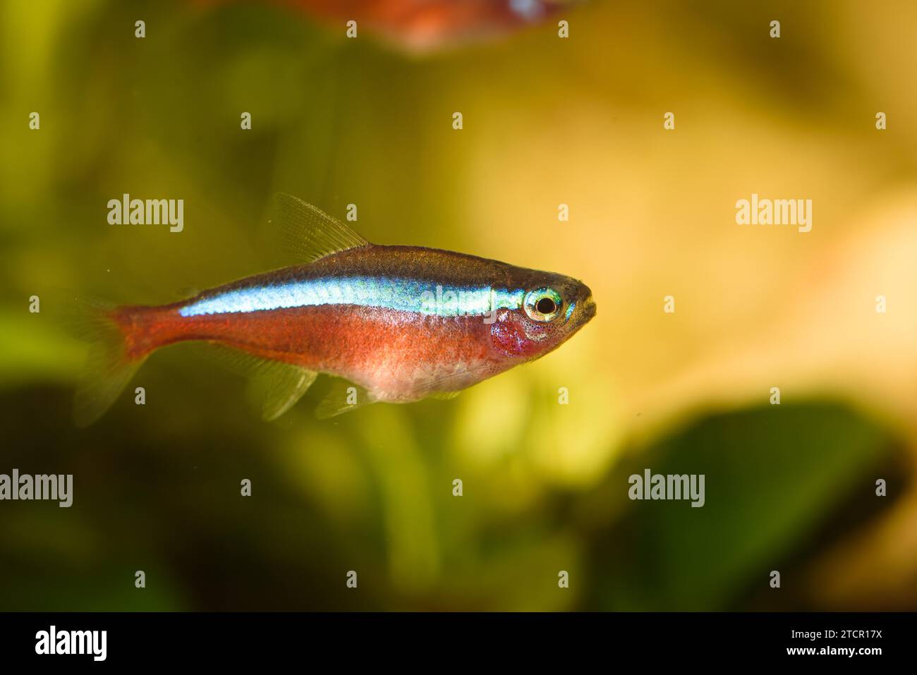 Neon Cardinal Tetra in Aquarium. Hobby concept. Fresh water fish Stock ...