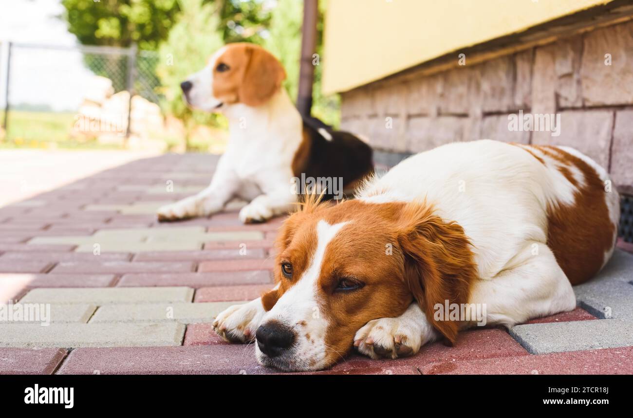 Epagneul Breton, Brittany Spaniel and Beagle dog. Two hounds resting in ...