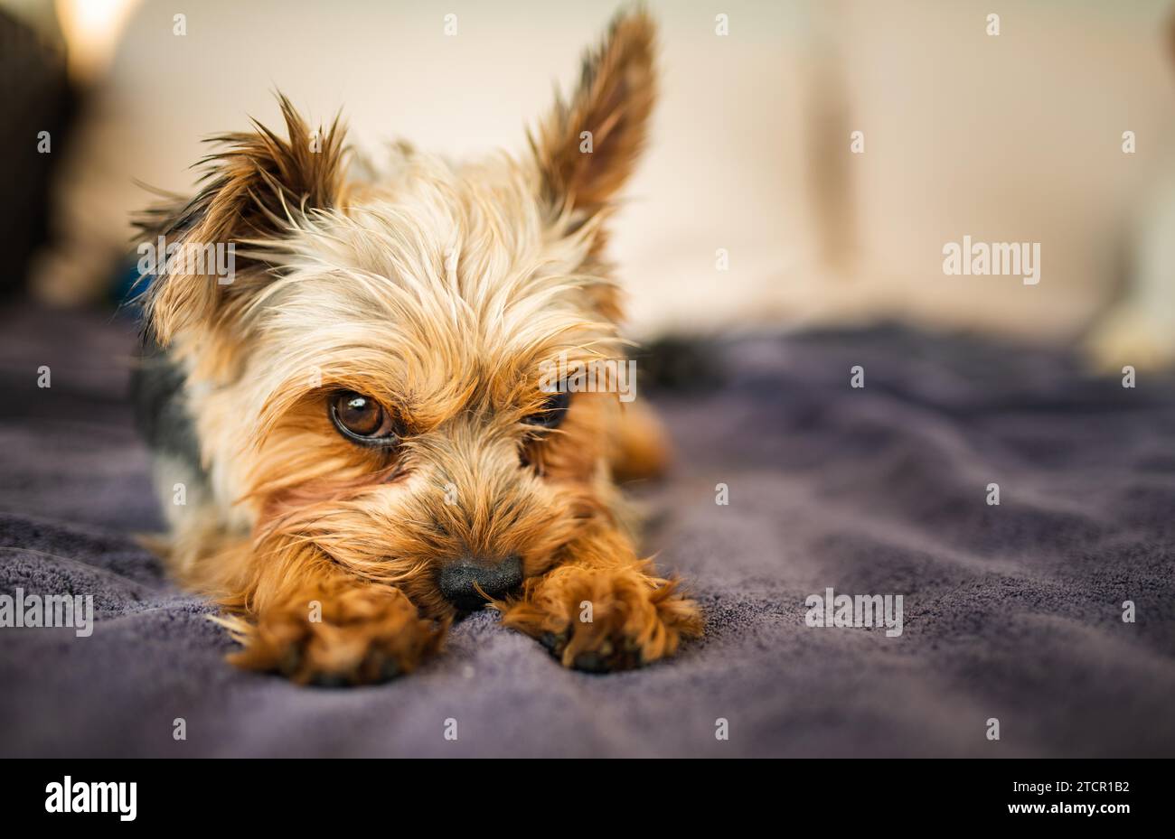 Adorable yorkshire terrier lying on the garden sofa portrait. Small dog ...