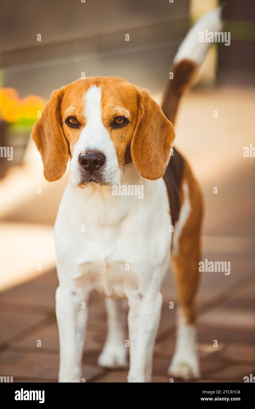 Dog closeup portrait on sunny spring day. Beagle dog background. Pure ...