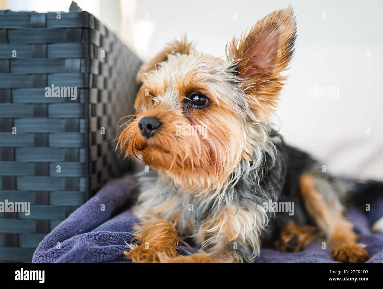 Adorable yorkshire terrier lying on the garden sofa portrait. Small dog ...