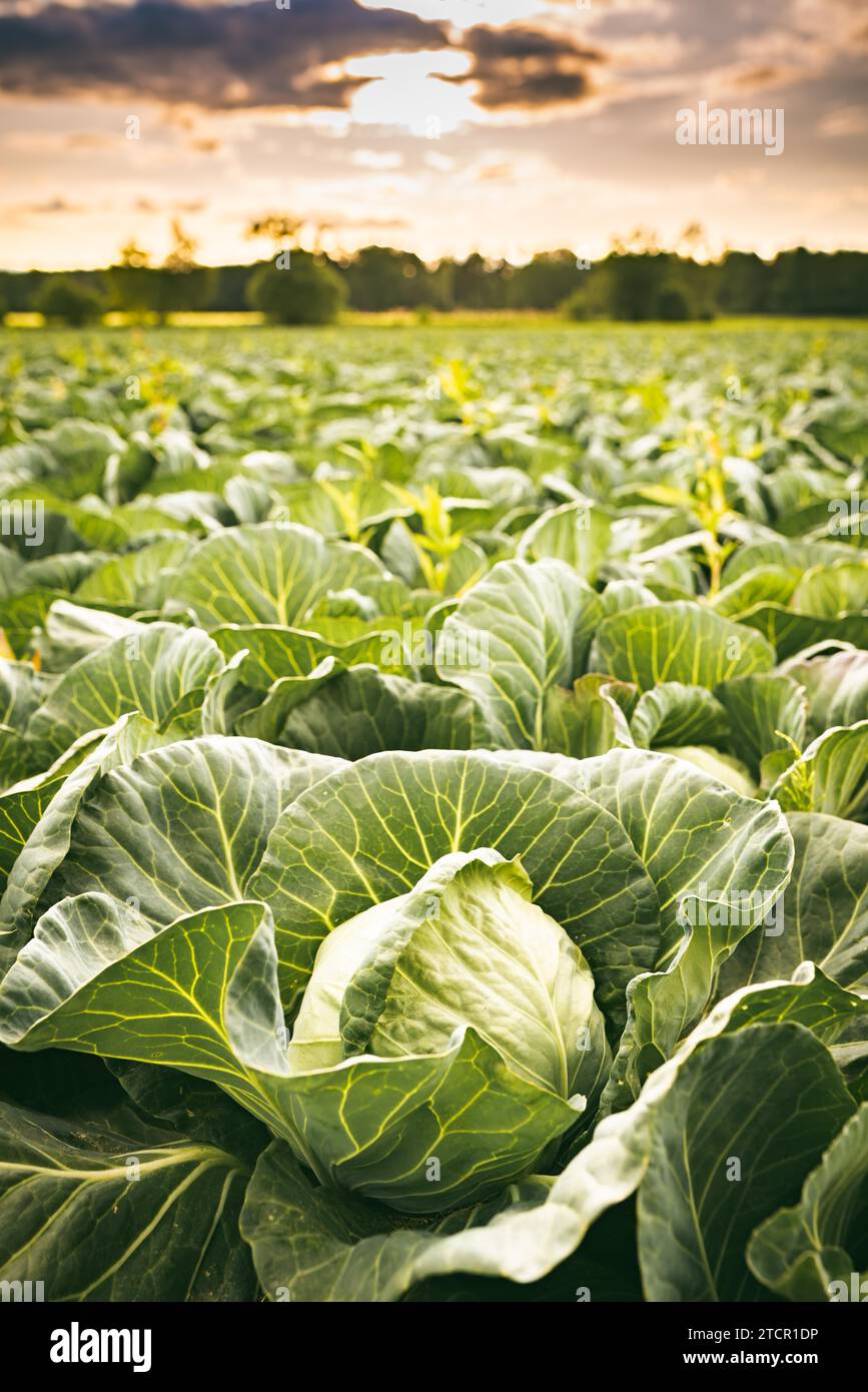 Cabbage field in a sunset light. Agriculture field in rural area in ...