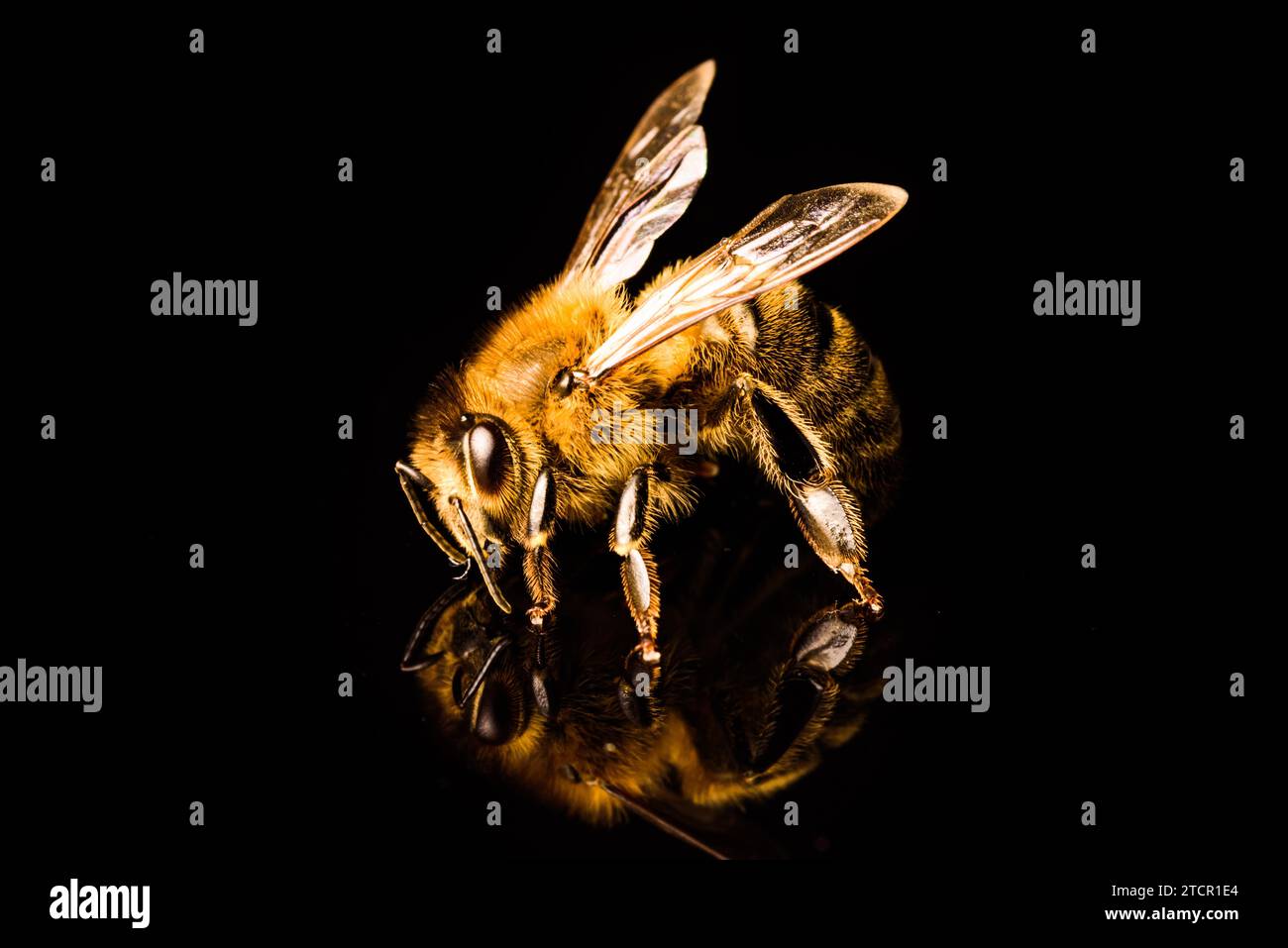 Honey bee macro, isolated on black background. Bee concept Stock Photo ...