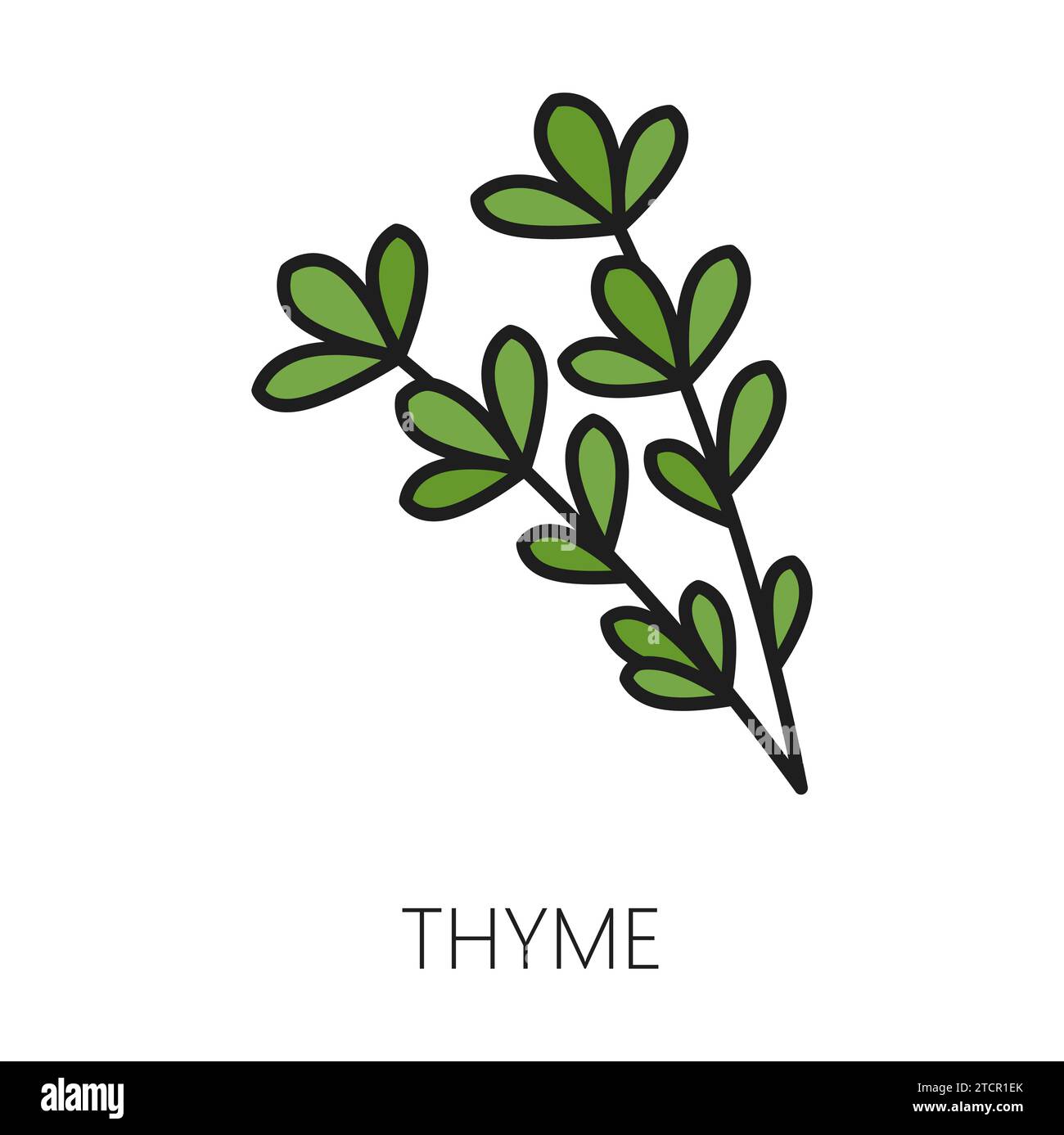 Medicinal plant thyme Stock Vector Images - Alamy