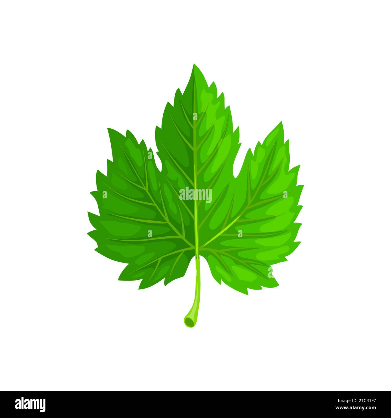 Green maple leaf, isolated cartoon vector foliage with symmetrical ...