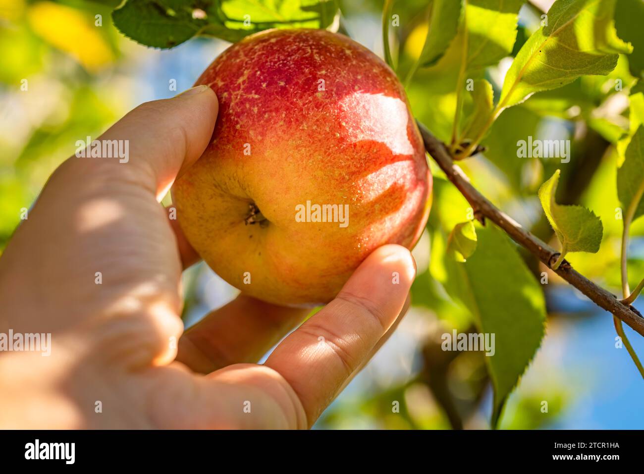 Mans hand delicately picking an fresh apple straight from tree. Bright ...