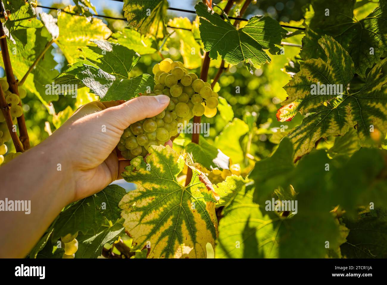 Hand picking white grapes from grapevines inautumnss sunny day ...