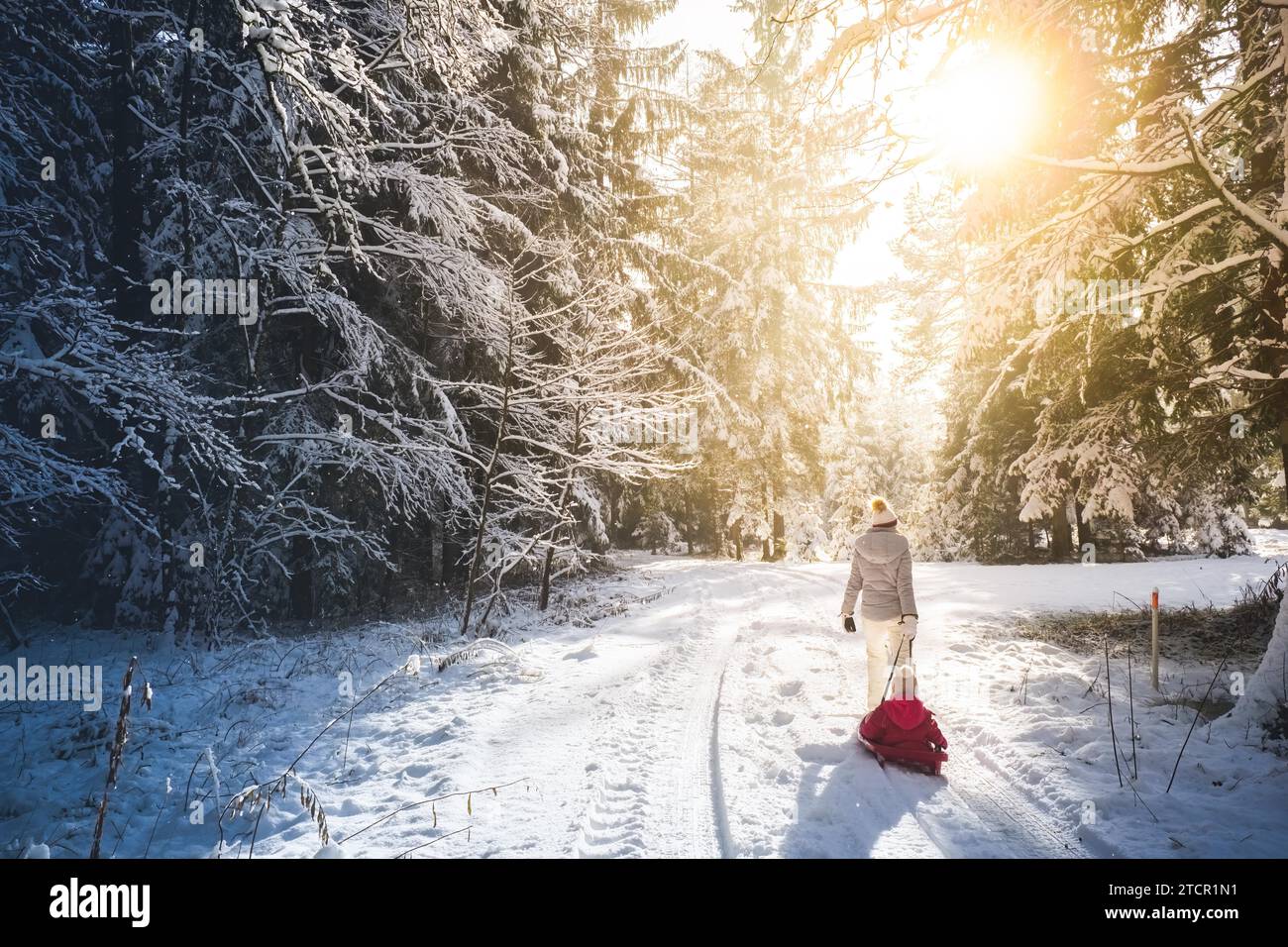 Mother pulling baby on a sled through winter forest. Snowy woods theme ...