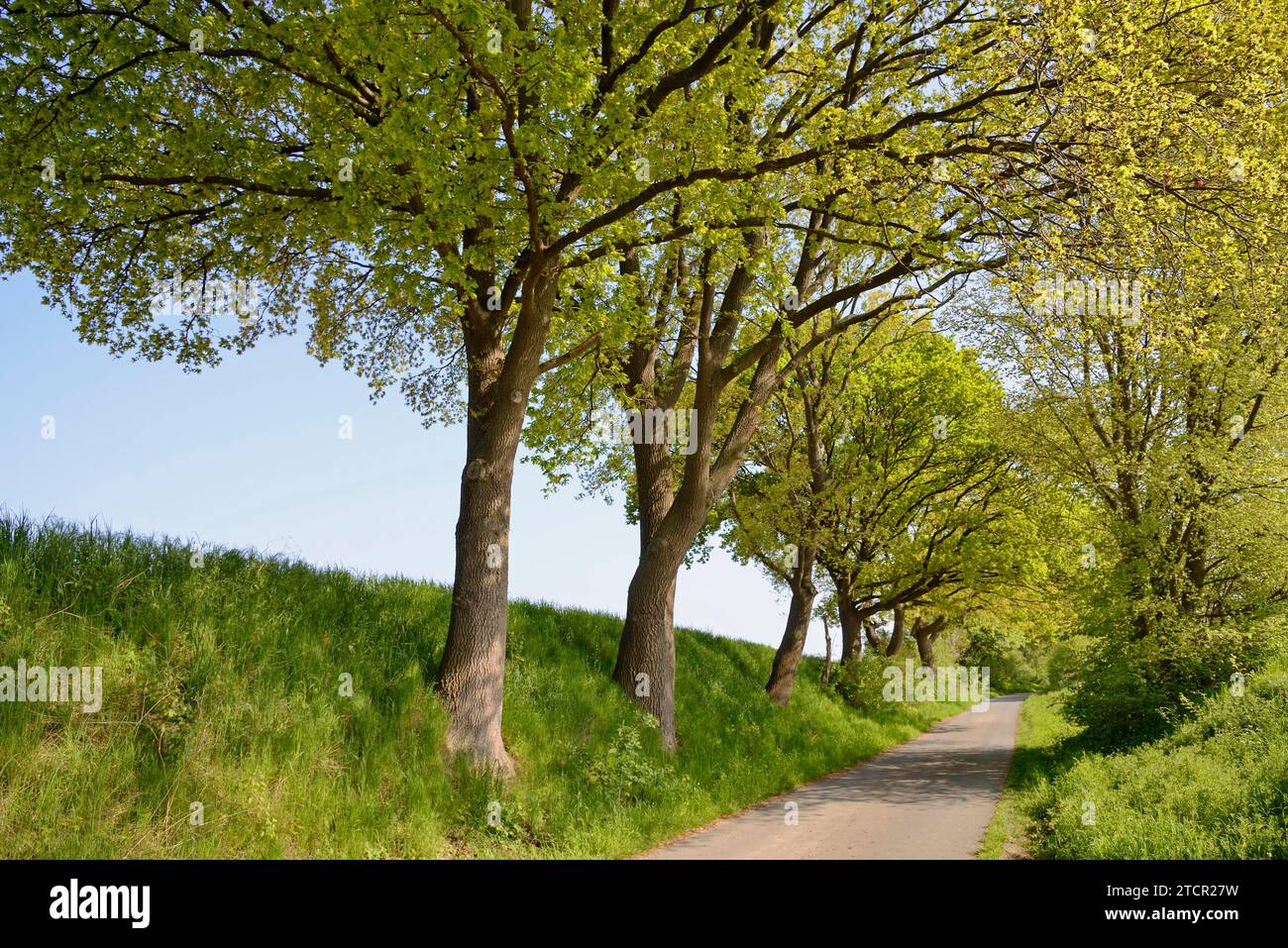 Deciduous trees, oak trees (Quercus) along a narrow farm track, North ...
