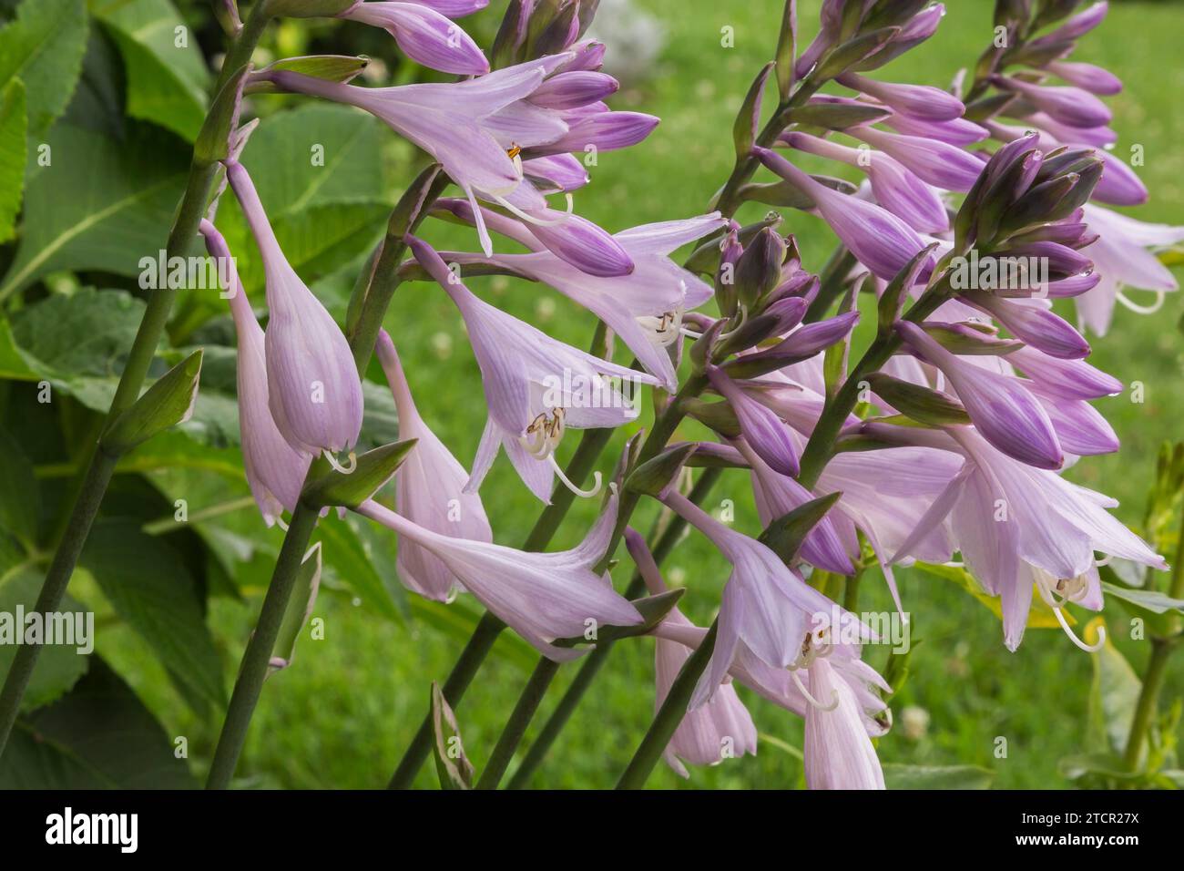 Summer flowering hosta hi-res stock photography and images - Alamy