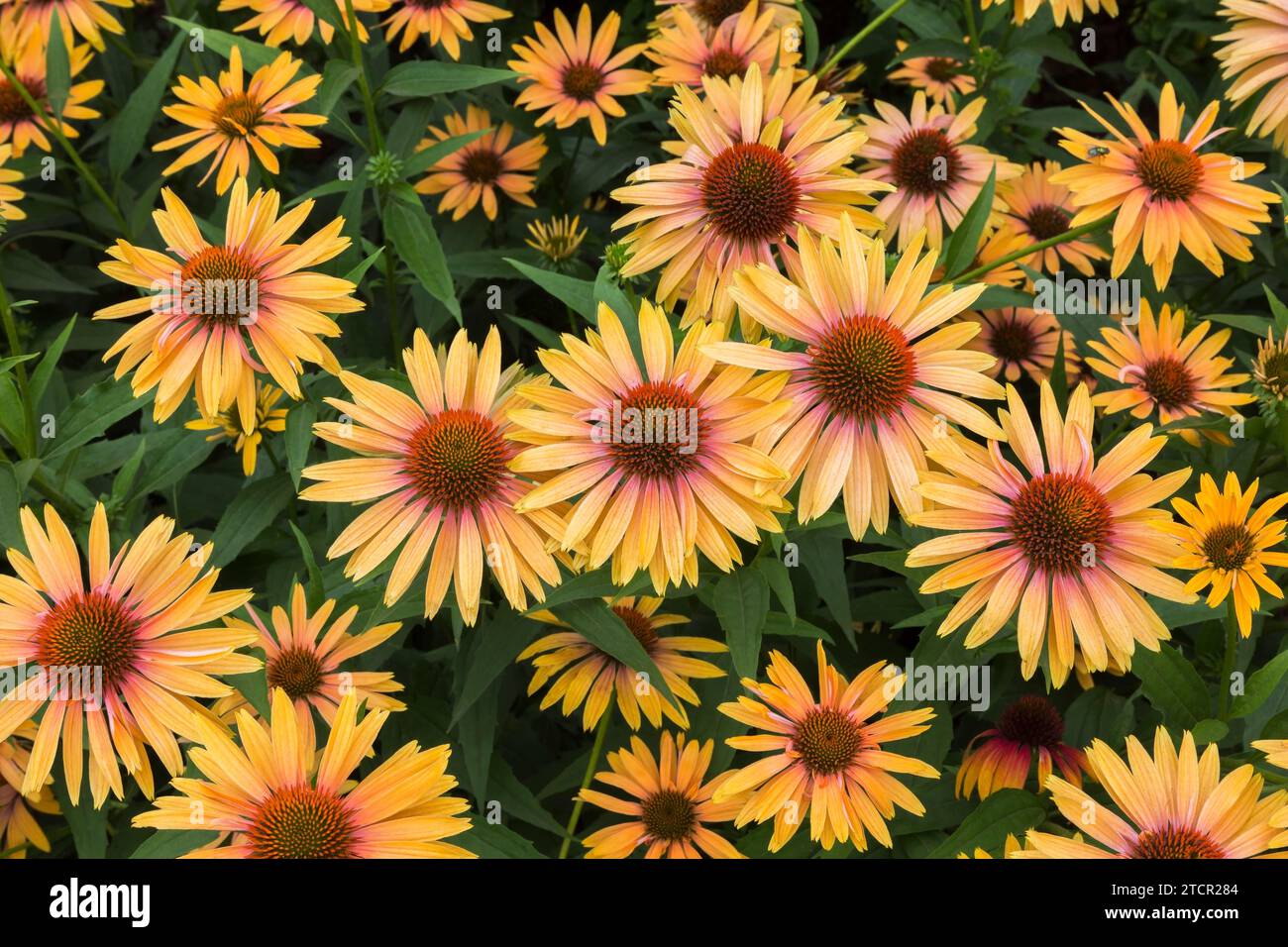'Big Kahuna' Coneflowers (Echinacea) in summer, Quebec, Canada Stock ...
