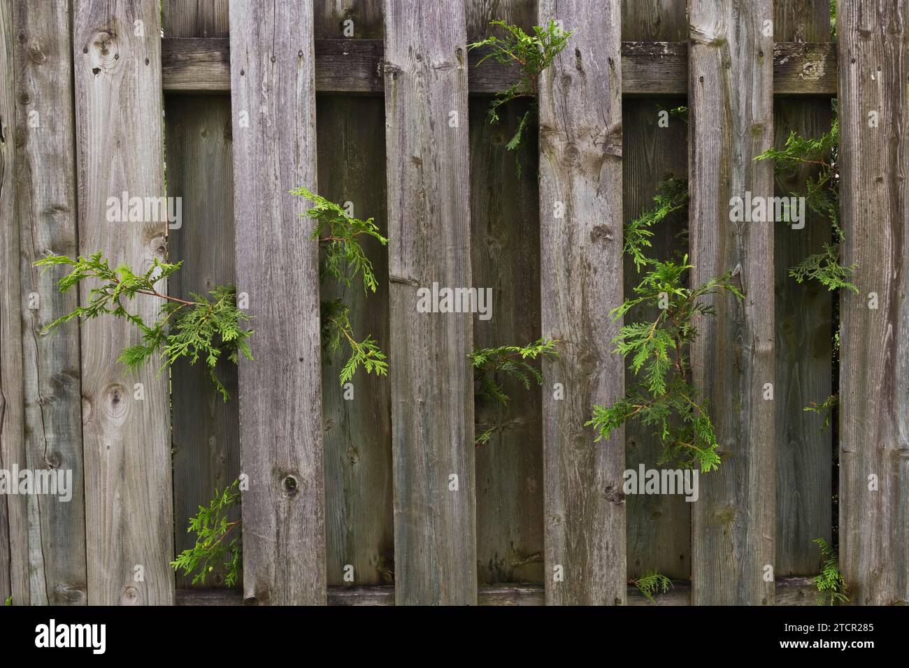White Cedar (Thuja occidentalis) hedge branches growing through wood ...