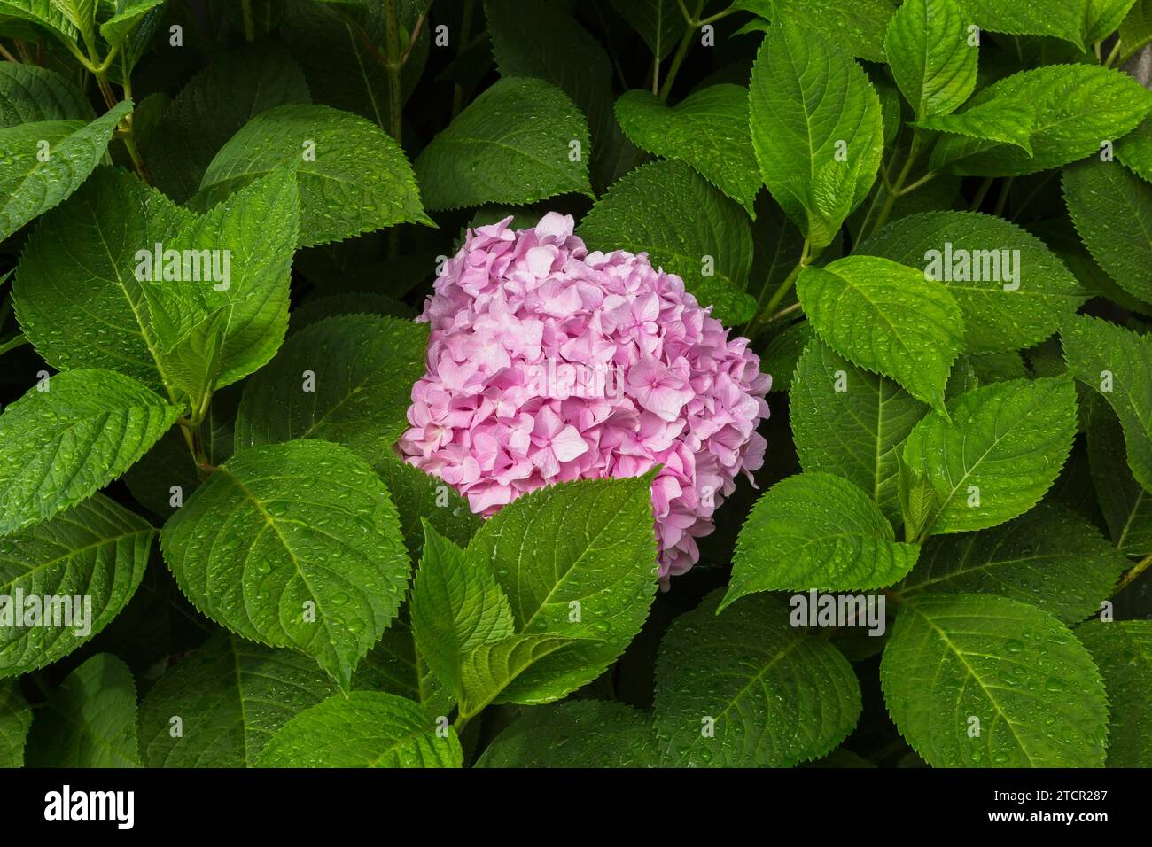 Pink Bigleaf Hydrangea (Hydrangea macrophylla), flowerhead and leaves ...