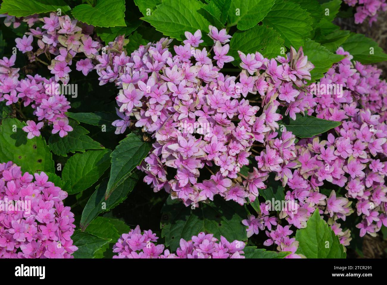 Bigleaf Hydrangea (Hydrangea macrophylla) showing rust and ringspot ...