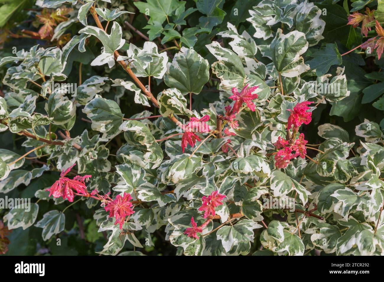 'Carnival' Hedge Maple (Acer campestre) tree in summer, Quebec, Canada ...