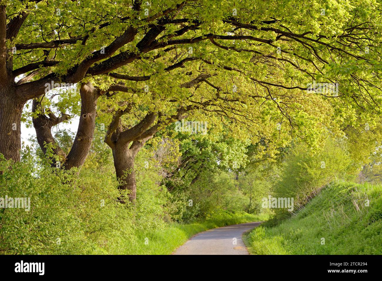 Deciduous trees, oak trees (Quercus) along a narrow farm track, North ...
