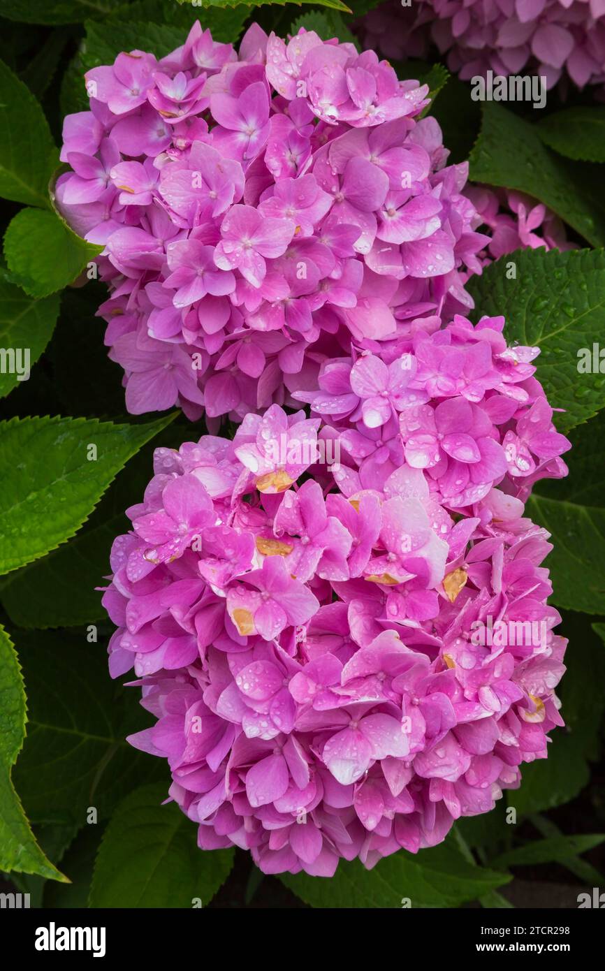 Pink Bigleaf Hydrangea (Hydrangea macrophylla) flowwerheads with petals ...