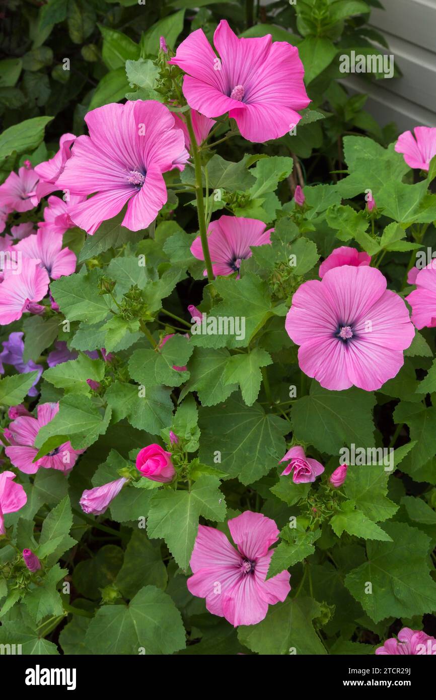 'Twins Hot Pink' Mallow (Lavatera) flowers in summer, Quebec, Canada ...