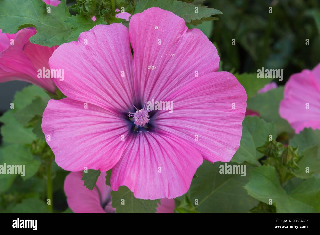 'Twins Hot Pink' Mallow (Lavatera) flower in summer, Quebec, Canada ...