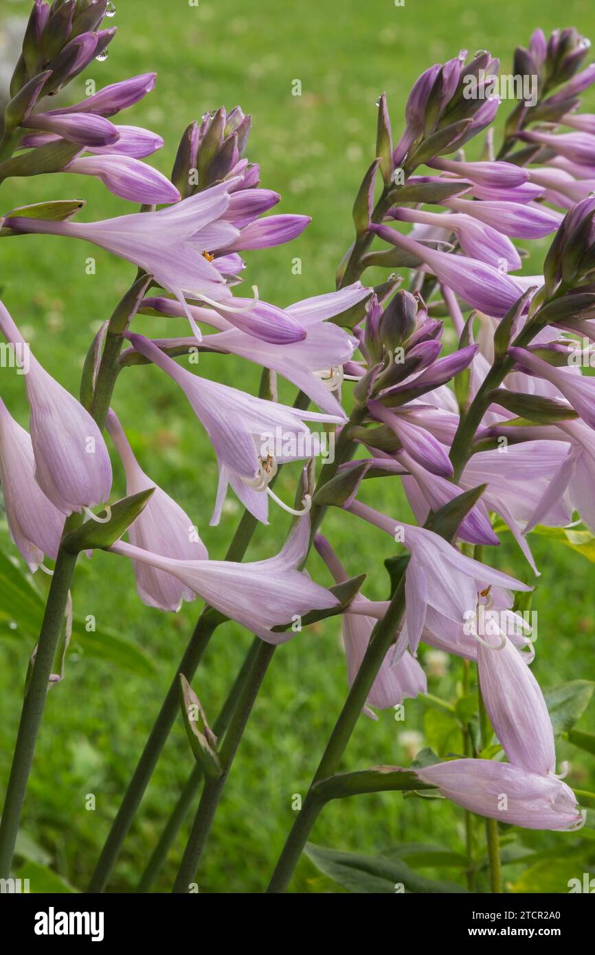 Hosta flowerheads in summer, Quebec, Canada Stock Photo - Alamy