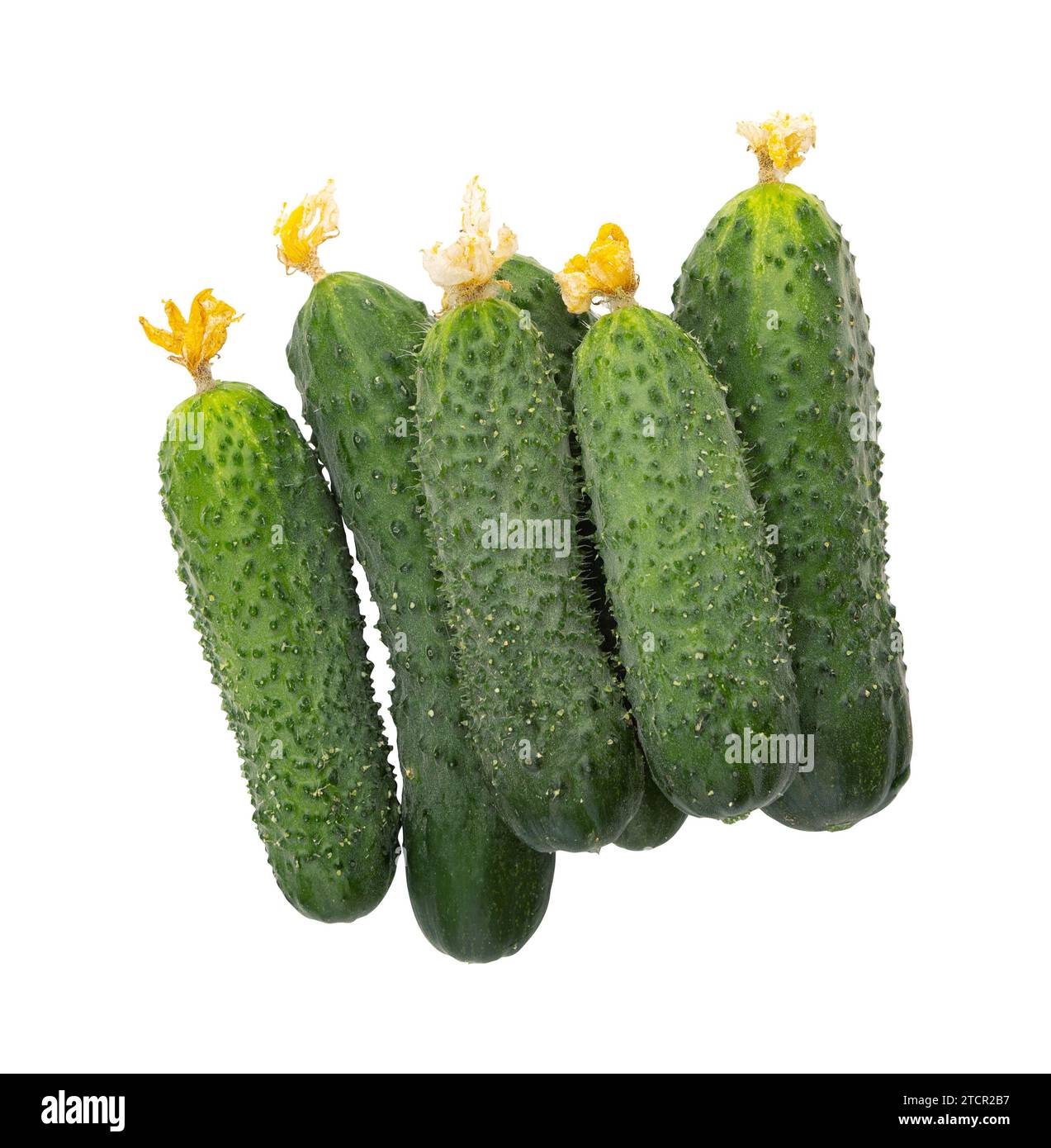 pile of fresh raw cucumbers isolated on white background with clipping ...