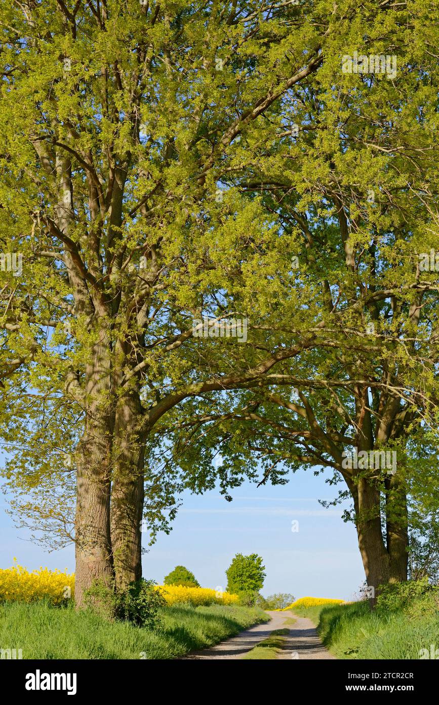 Deciduous trees, oak trees (Quercus) along a narrow farm track, North ...
