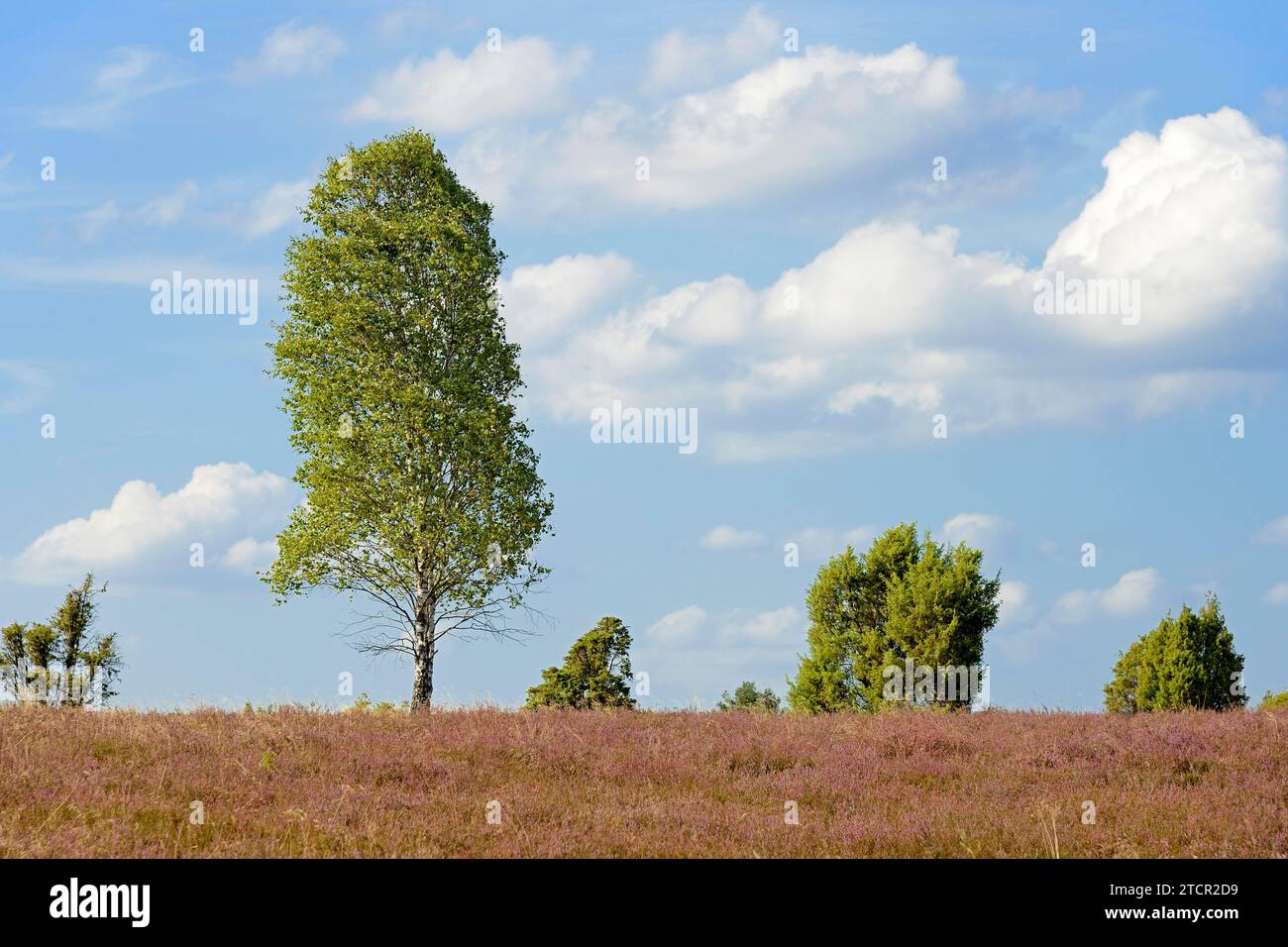Heath landscape, typical vegetation, solitary tree birch (Betula) and ...