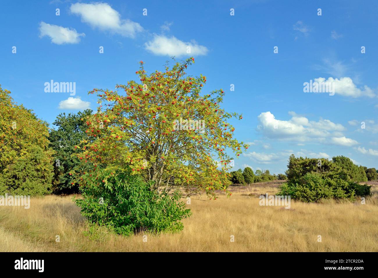 Heath landscape, typical vegetation, european rowan (Sorbus aucuparia ...