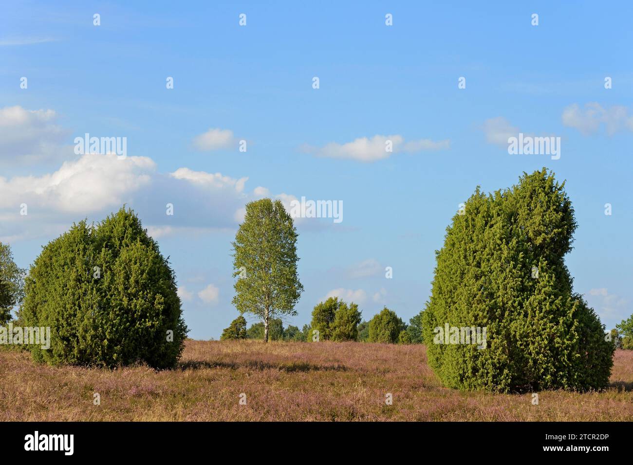 Heath landscape, typical vegetation, solitary tree birch (Betula) and ...
