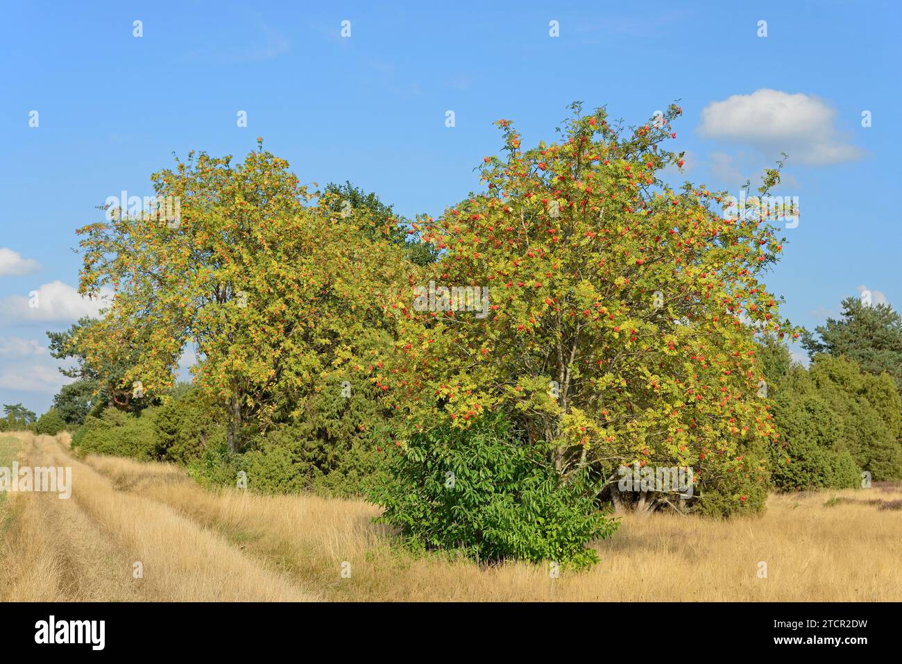 Heath landscape, typical vegetation, european rowan (Sorbus aucuparia ...