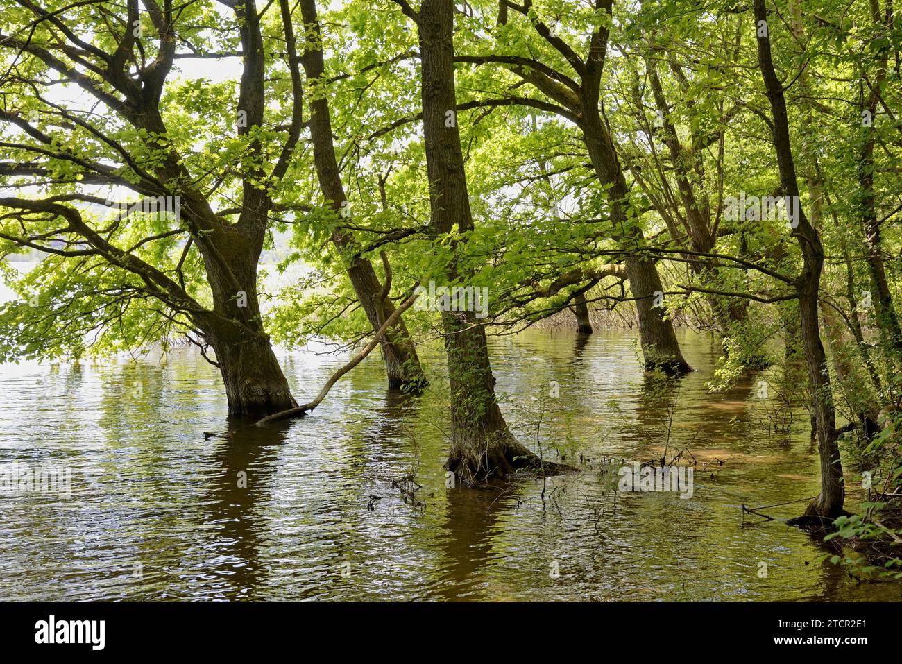 Lake Moehne, deciduous trees on the shore, lapped by the water, Moehne ...