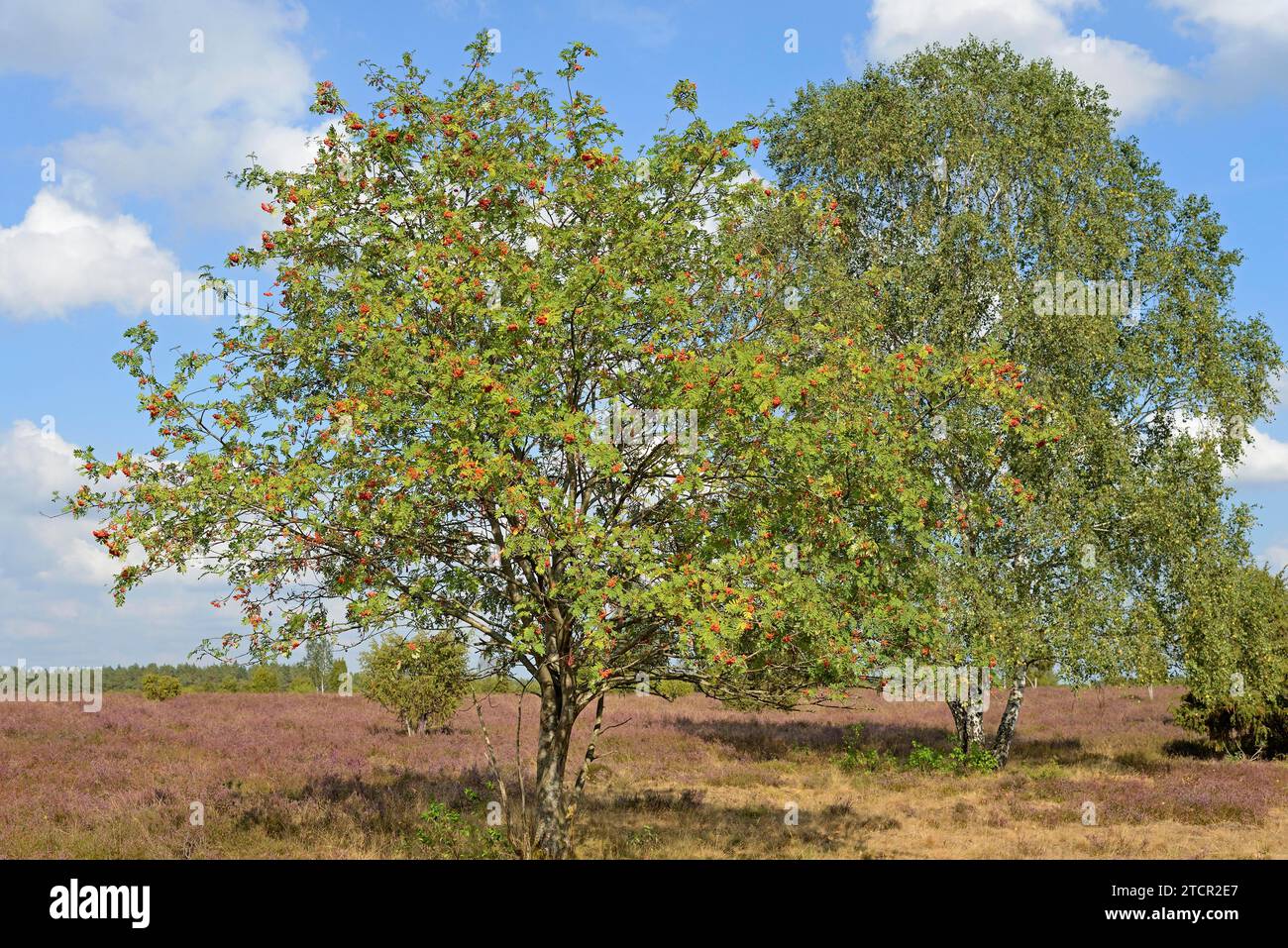 Heath landscape, typical vegetation, european rowan (Sorbus aucuparia ...