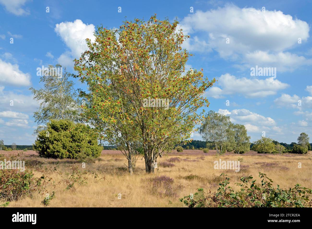 Heath landscape, typical vegetation, european rowan (Sorbus aucuparia ...
