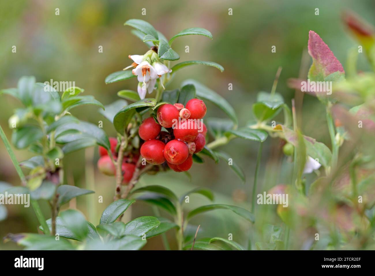 Lingonberry (Vaccinium vitis-idaea), wild dwarf shrub with flowers and ...