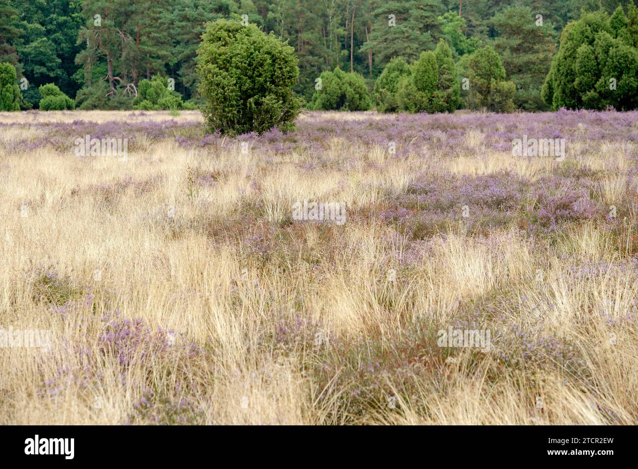 Heath landscape, typical vegetation, flowering common heather (Calluna ...