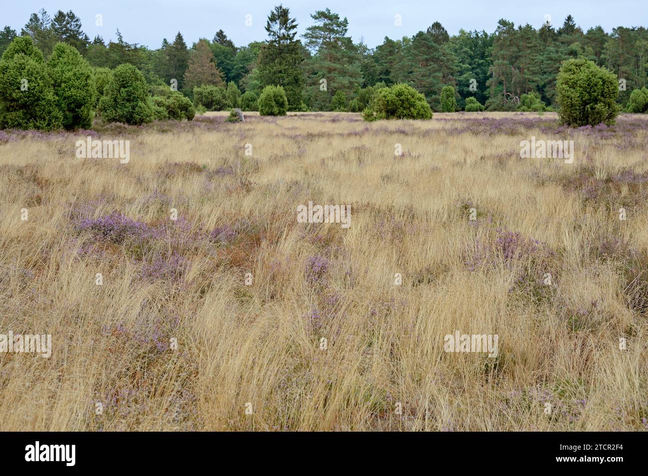 Heath landscape, typical vegetation, flowering common heather (Calluna ...