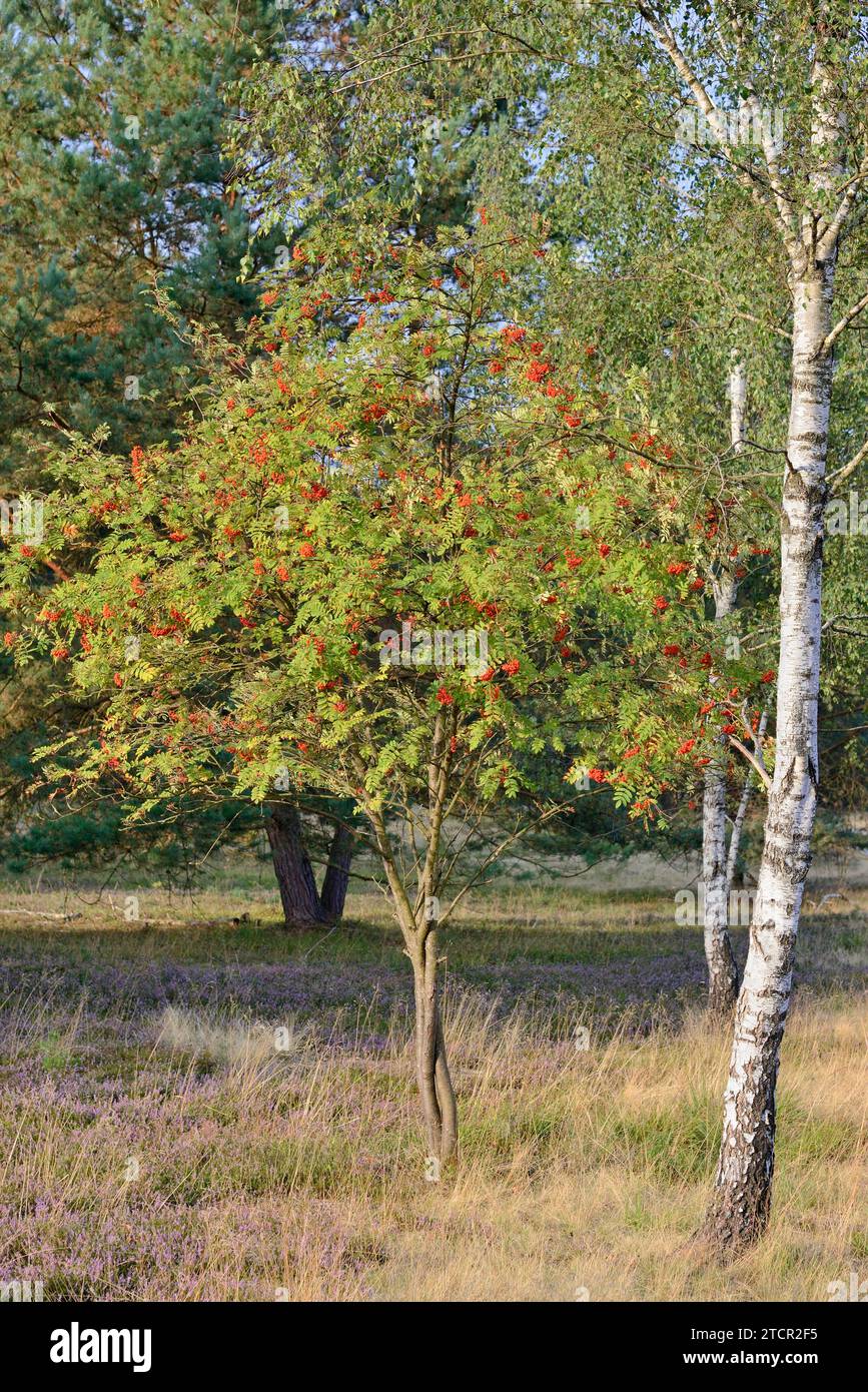 Heath landscape, typical vegetation, european rowan (Sorbus aucuparia ...